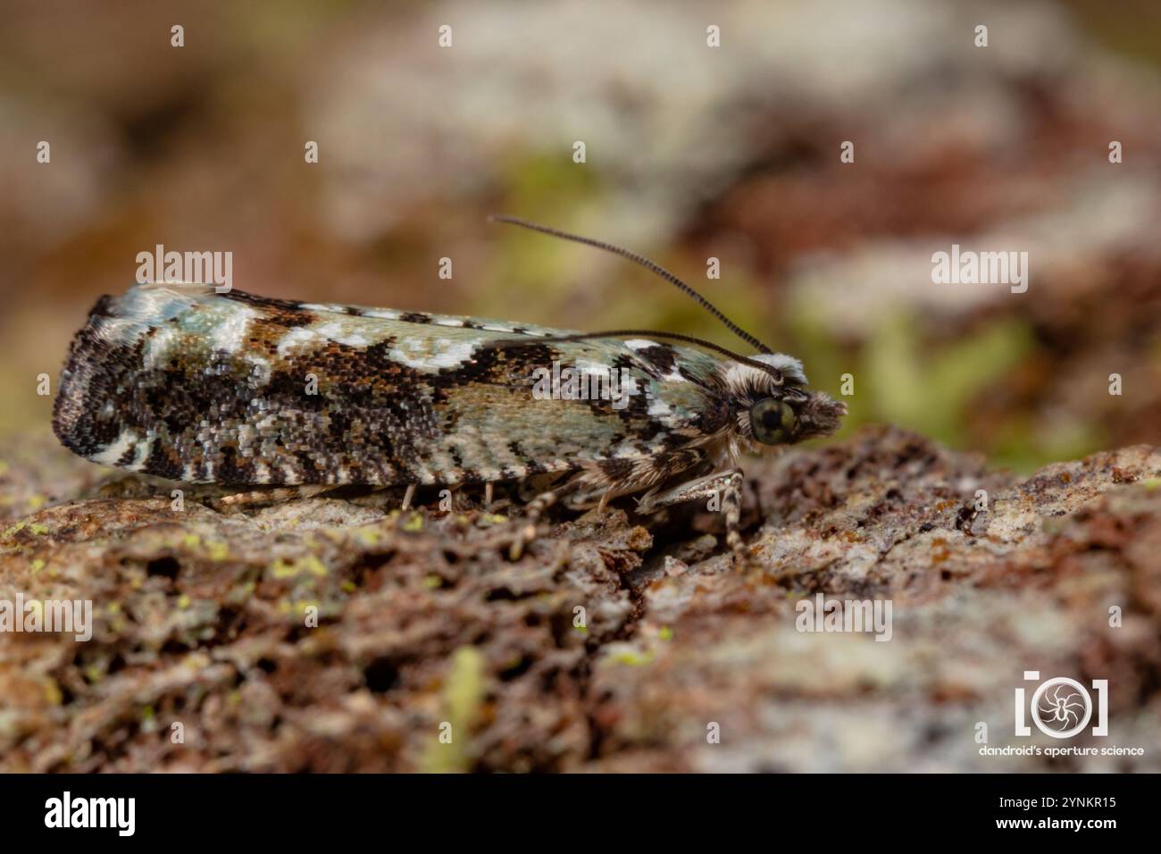 Filigreed Moth (Chimoptesis pennsylvaniana Stock Photo - Alamy