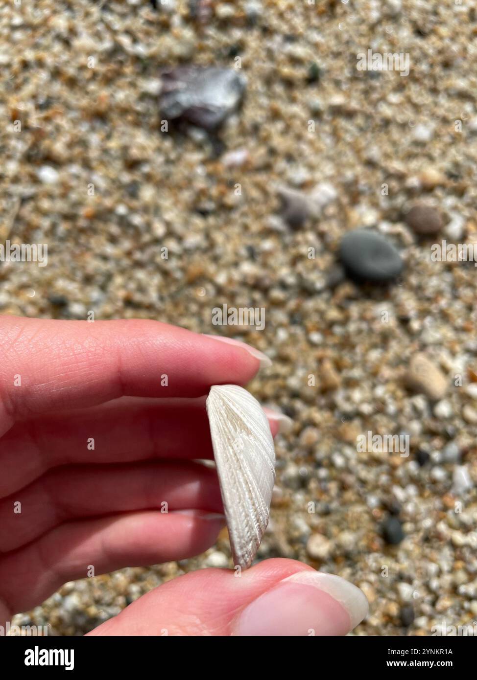 Pacific Littleneck Clam (Leukoma staminea Stock Photo - Alamy