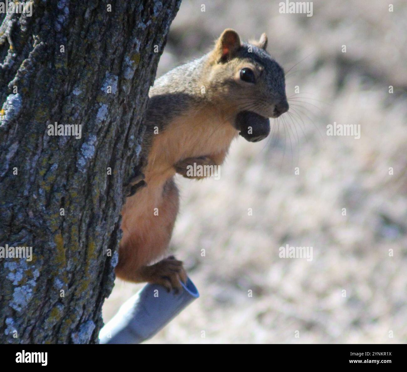 Eastern Fox Squirrel (Sciurus niger Stock Photo - Alamy