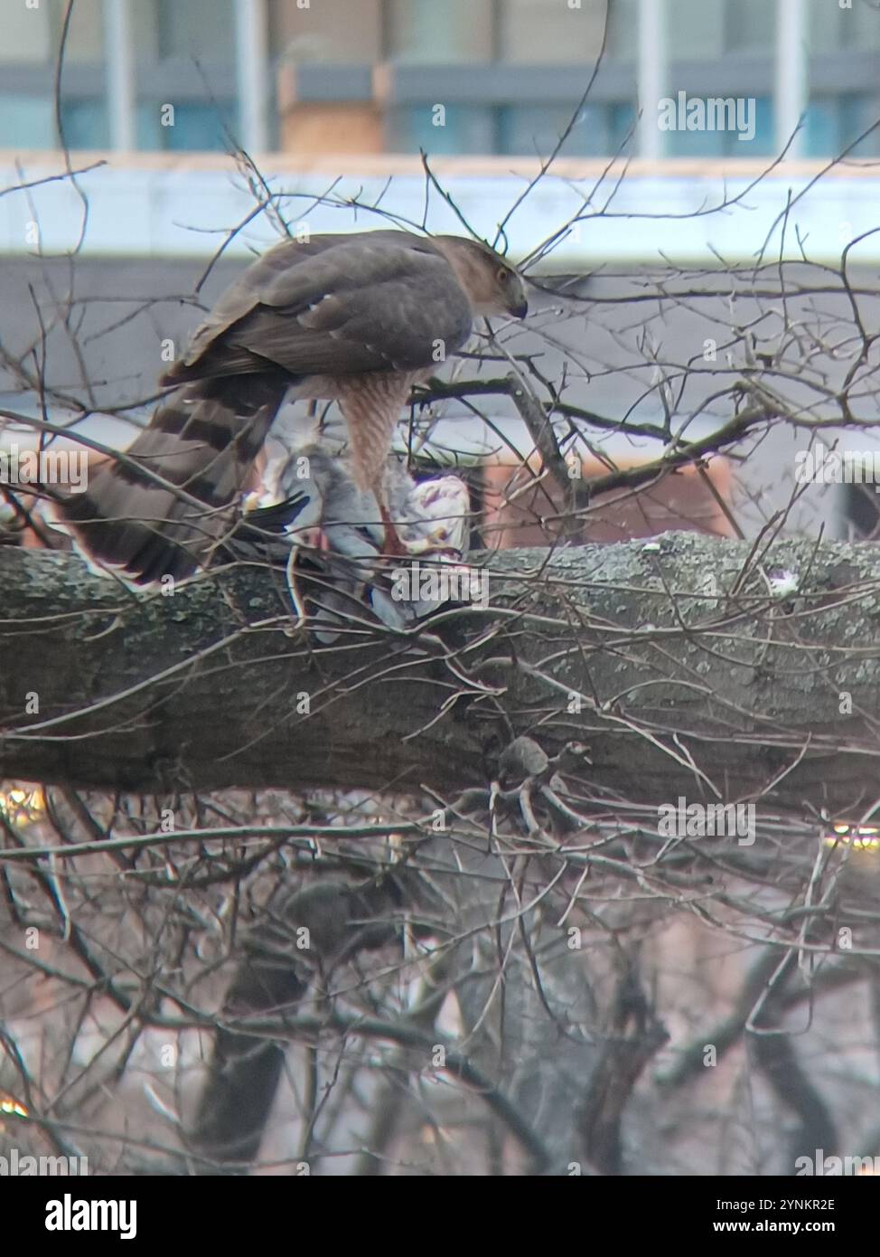 Cooper's Hawk (Astur cooperii Stock Photo - Alamy