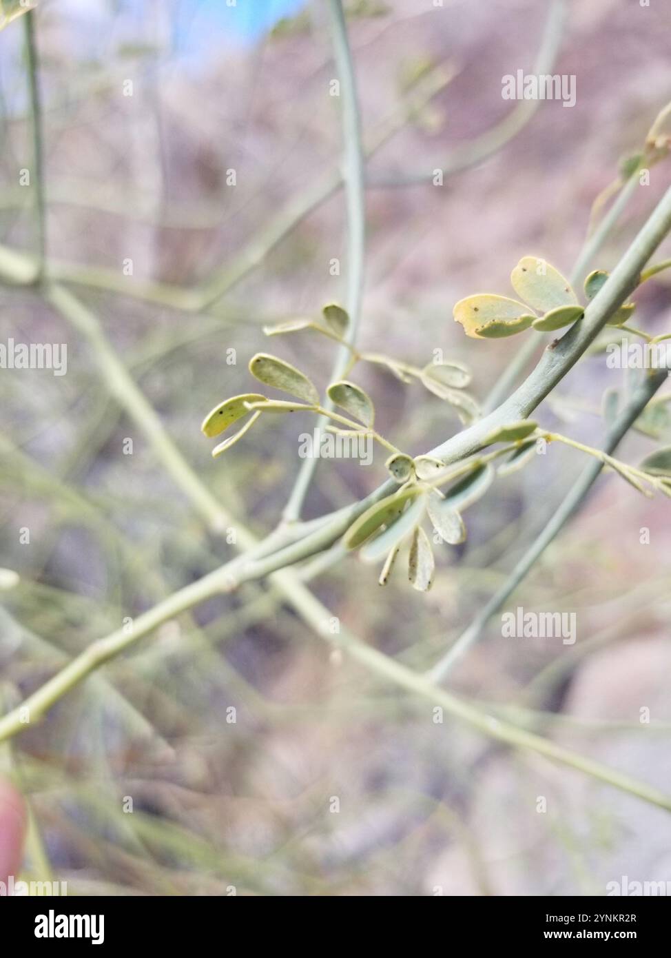 blue palo verde (Parkinsonia florida Stock Photo - Alamy