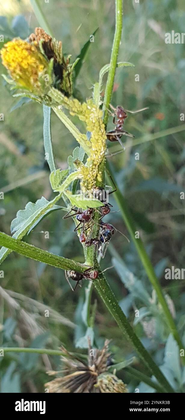 Rainbow, Tyrant, and Meat Ants (Iridomyrmex Stock Photo - Alamy