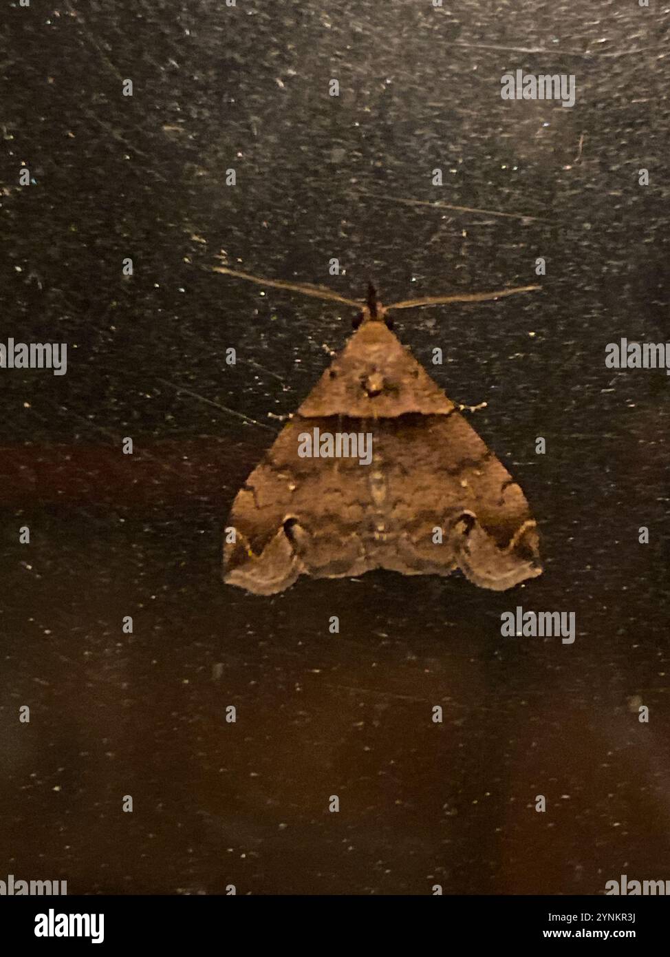 Ambiguous Moth (Lascoria ambigualis Stock Photo - Alamy
