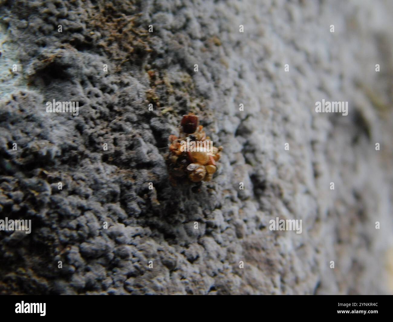 Common Land Snails and Slugs (Stylommatophora Stock Photo - Alamy