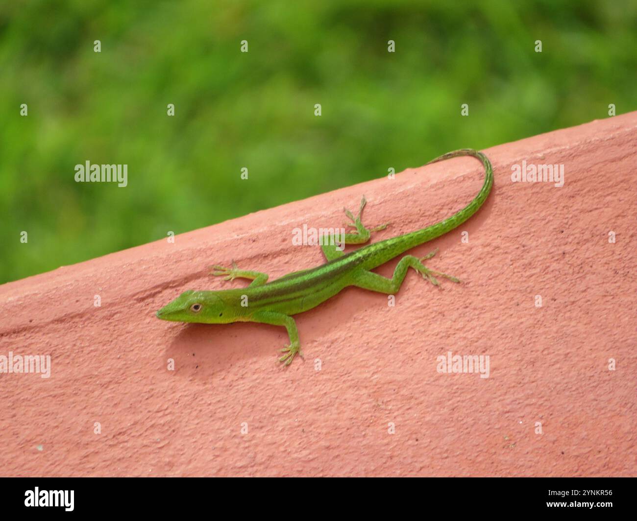 Dominican anole hi-res stock photography and images - Alamy