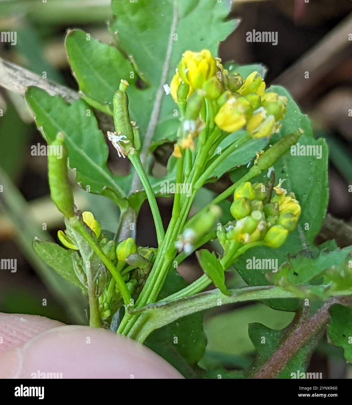 Bog Yellowcress (Rorippa palustris Stock Photo - Alamy