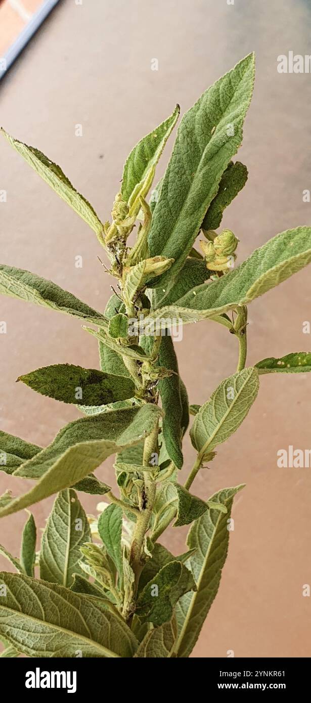 Spiked Sida (Sida hackettiana Stock Photo - Alamy