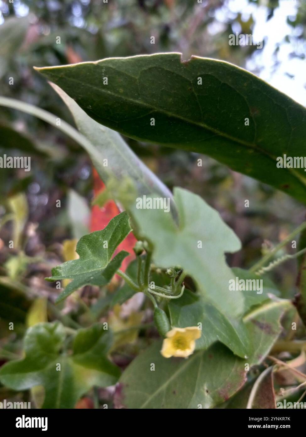 creeping cucumber (Melothria pendula Stock Photo - Alamy