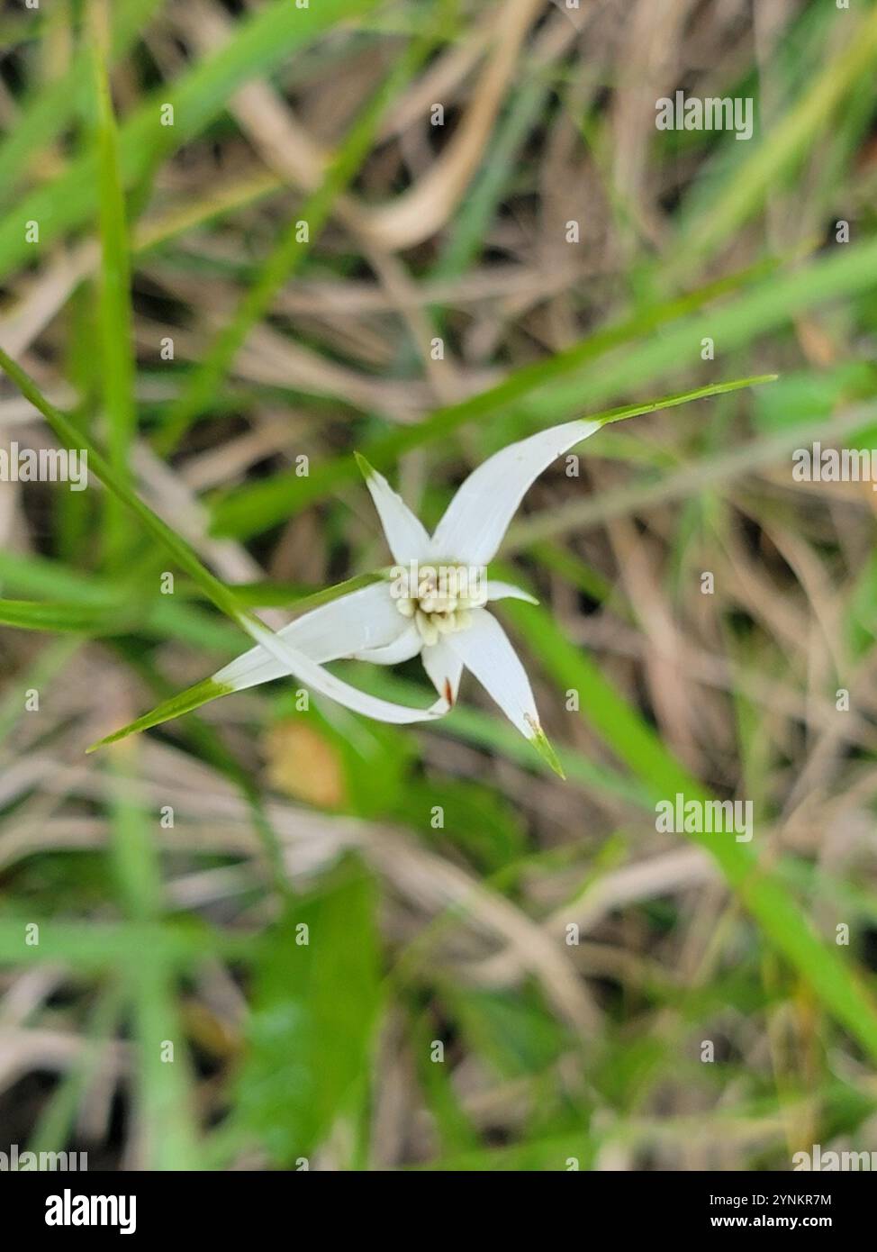 whitetop sedge (Rhynchospora colorata Stock Photo - Alamy