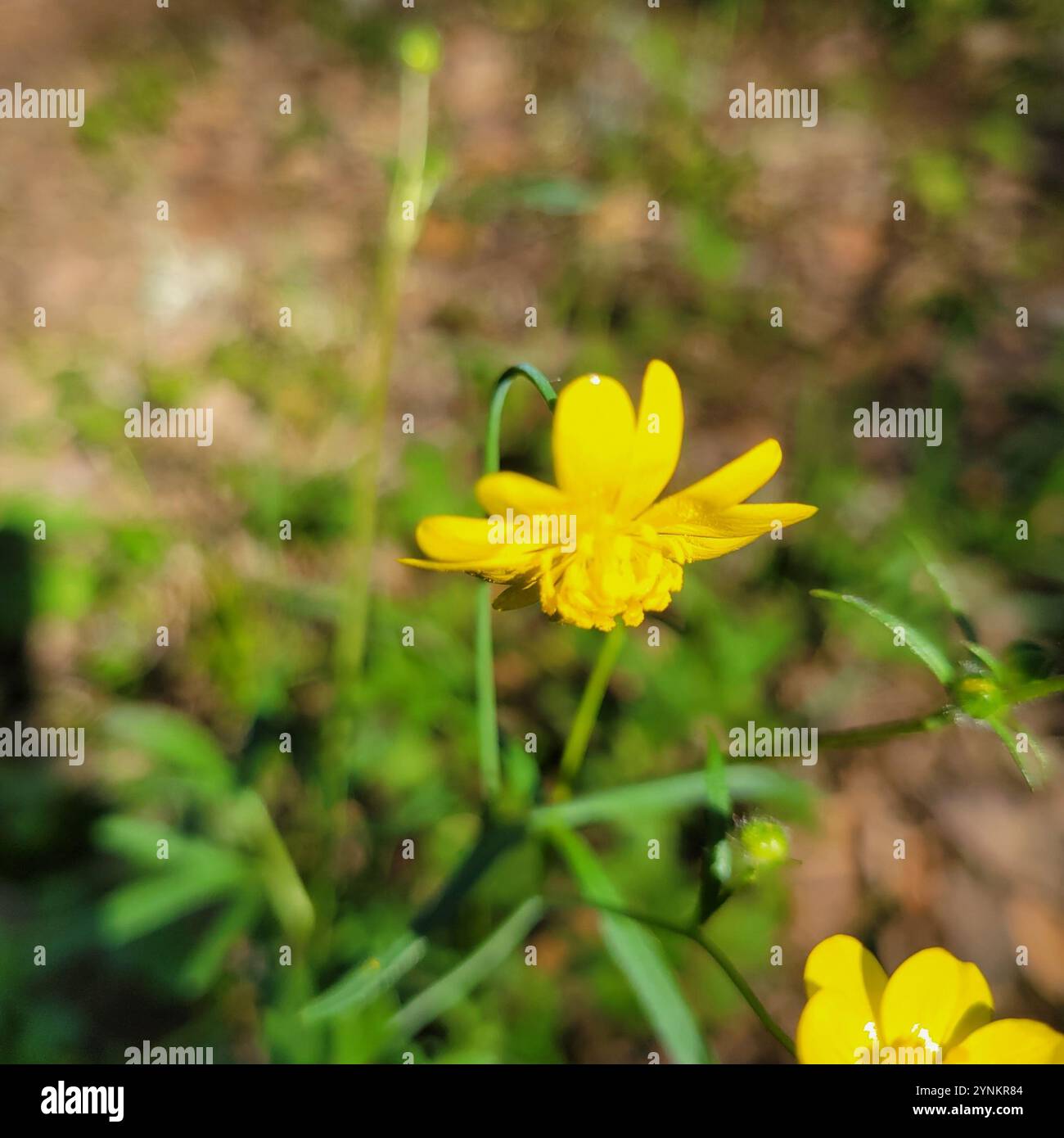 California buttercup (Ranunculus californicus Stock Photo - Alamy