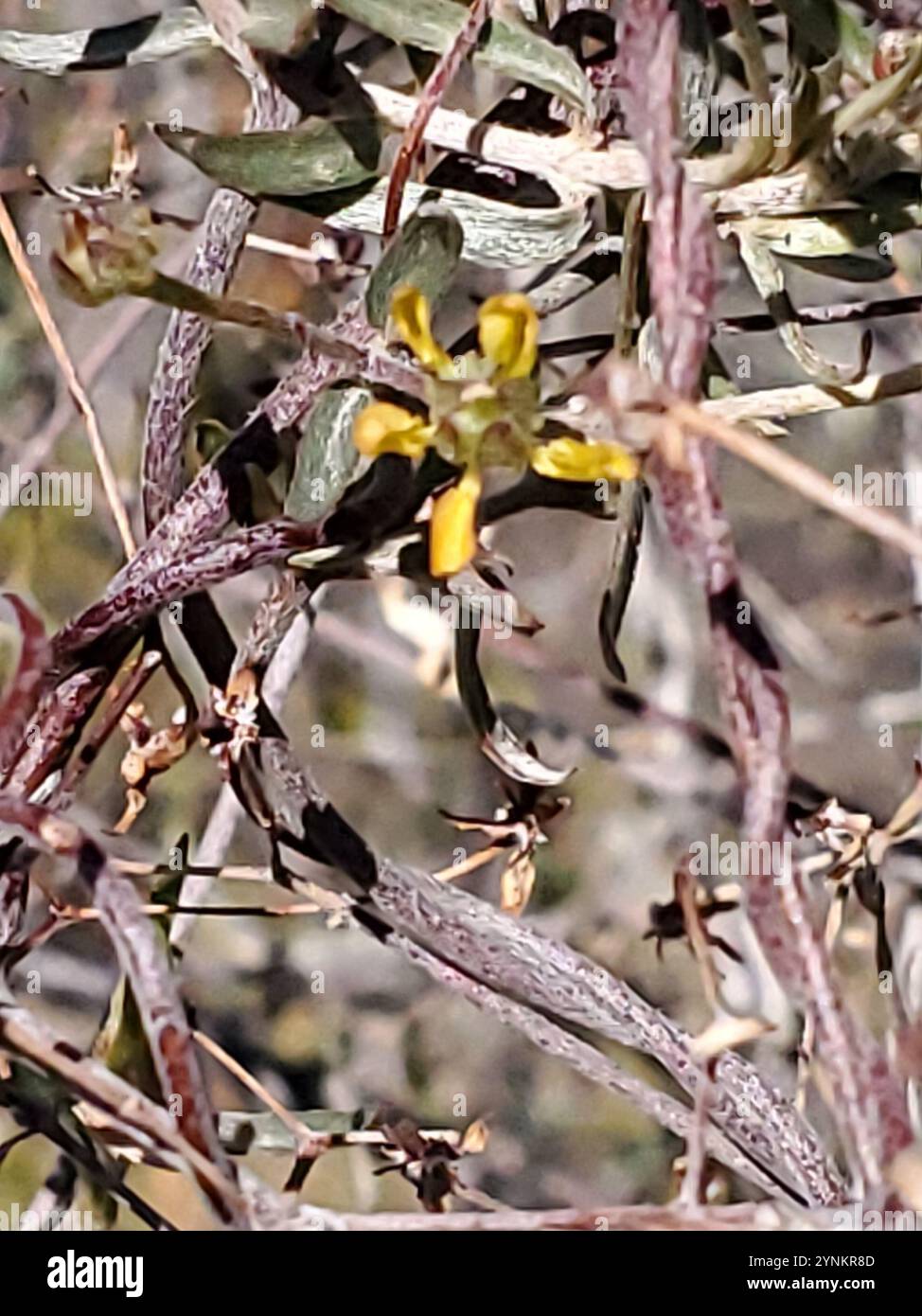 Janusia gracilis hi-res stock photography and images - Alamy