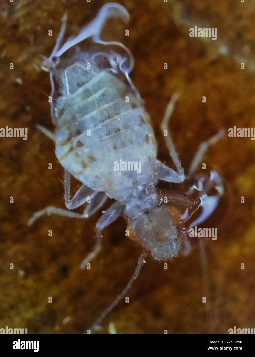 Trogium pulsatorium hi-res stock photography and images - Alamy