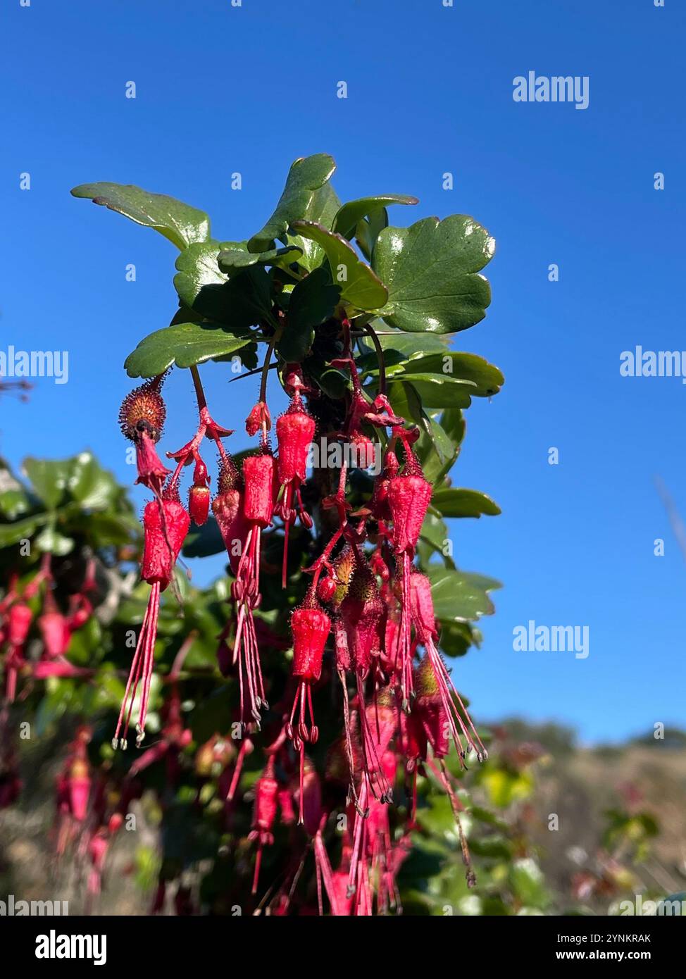 Fuchsiaflower gooseberry hi-res stock photography and images - Alamy
