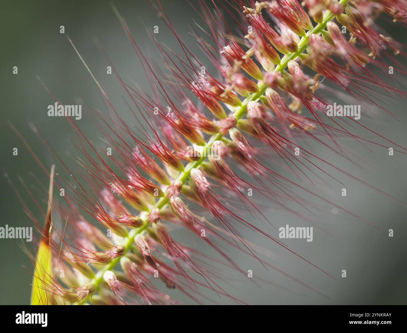 feathery pennisetum (Cenchrus setosus Stock Photo - Alamy