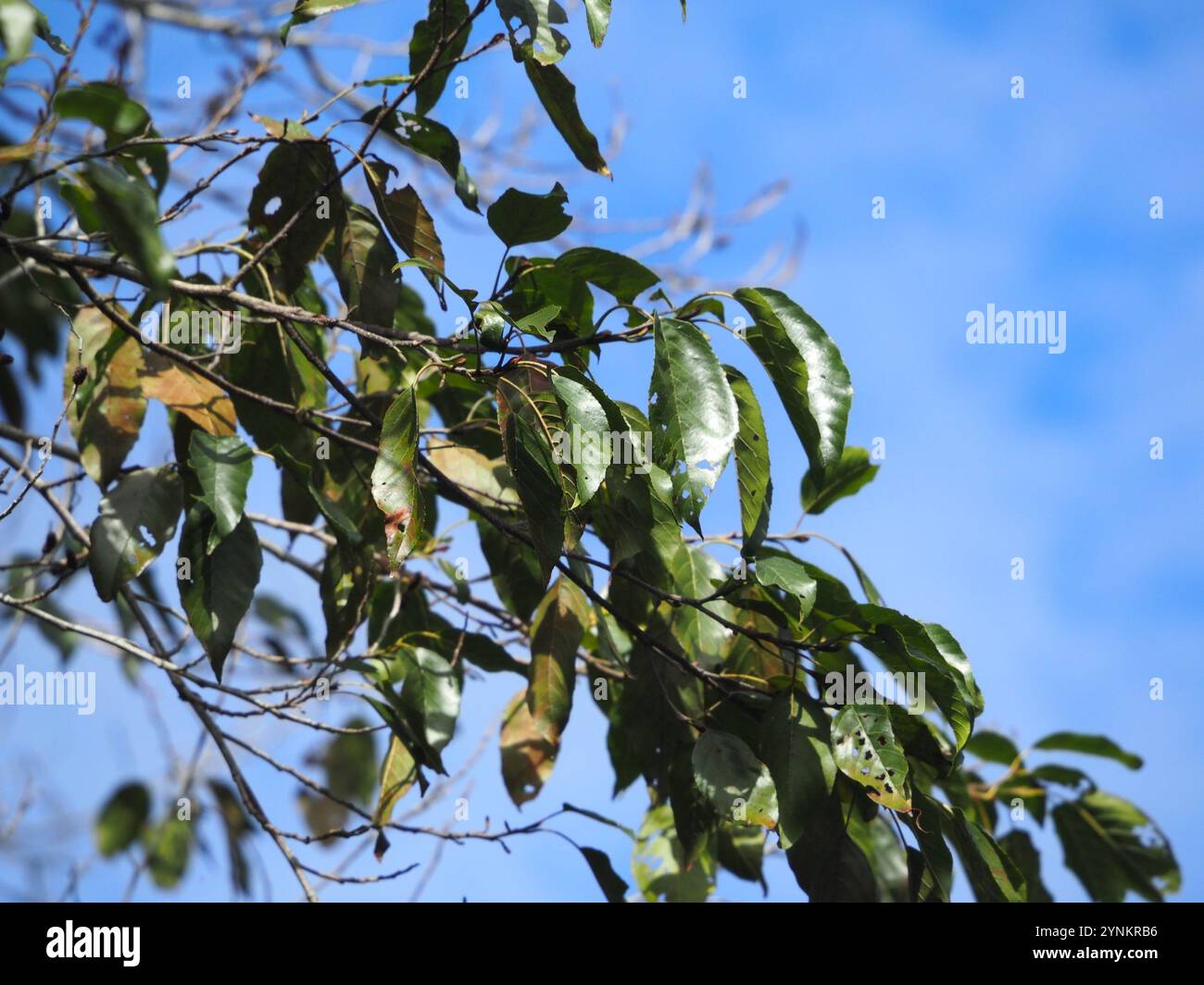 Formosan Alder (Alnus formosana Stock Photo - Alamy