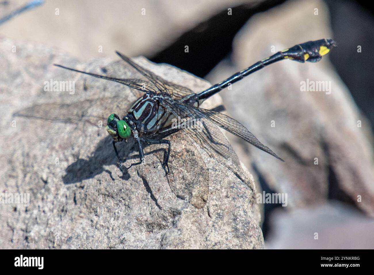 Cobra Clubtail (Gomphurus vastus Stock Photo - Alamy