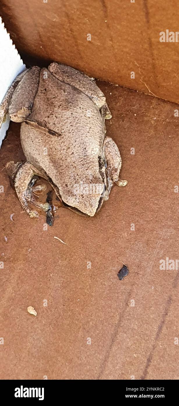 Desert Tree Frog (Litoria rubella Stock Photo - Alamy