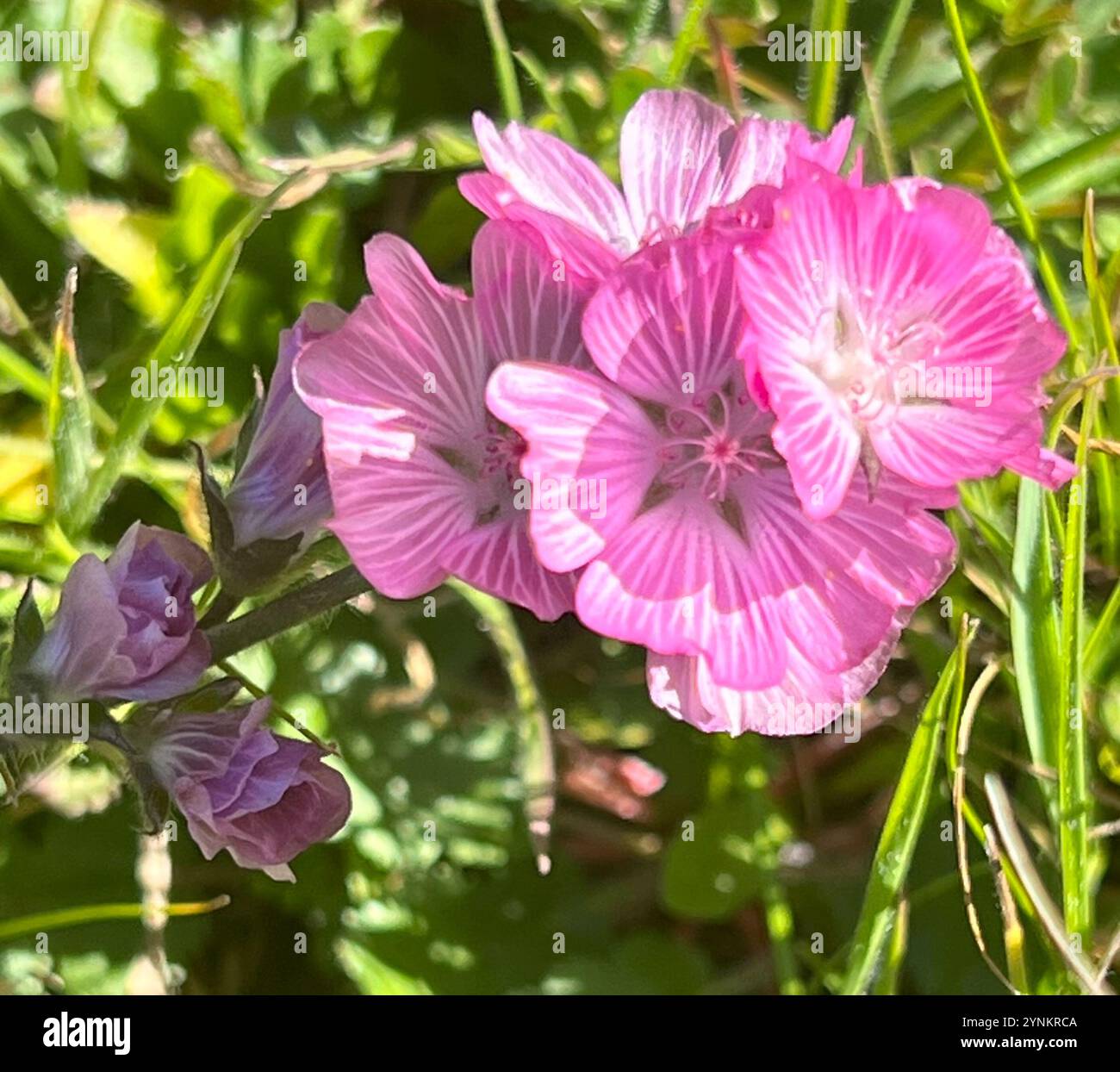 checkerbloom (Sidalcea malviflora Stock Photo - Alamy