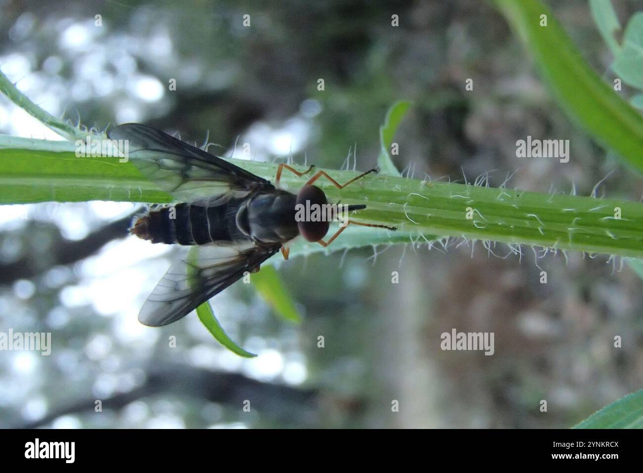 Horse and Deer Flies (Tabanidae Stock Photo - Alamy