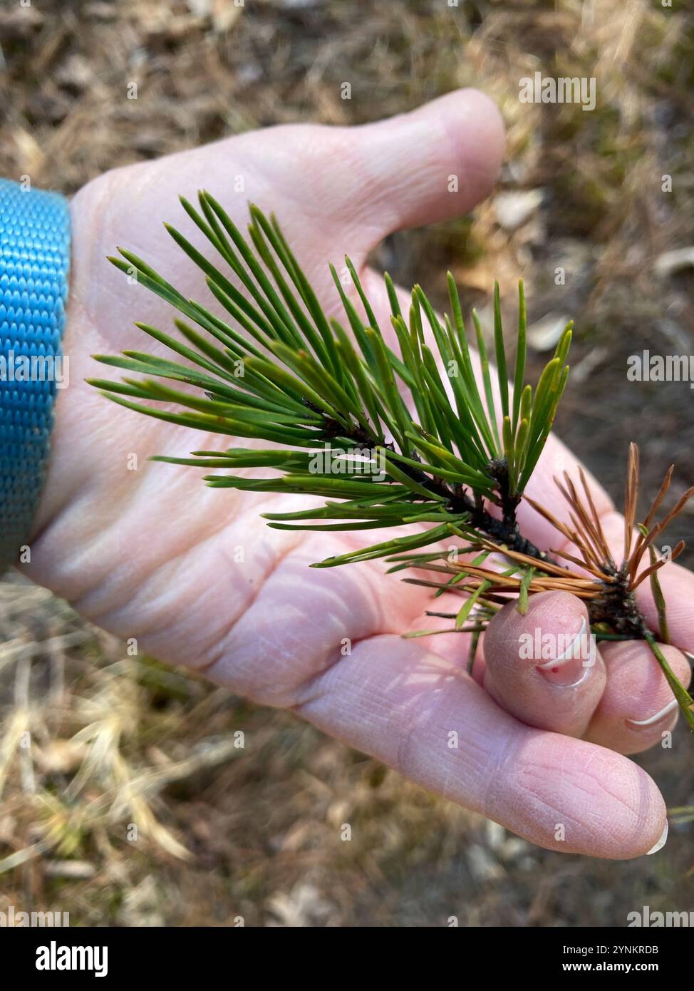 Virginia pine (Pinus virginiana Stock Photo - Alamy