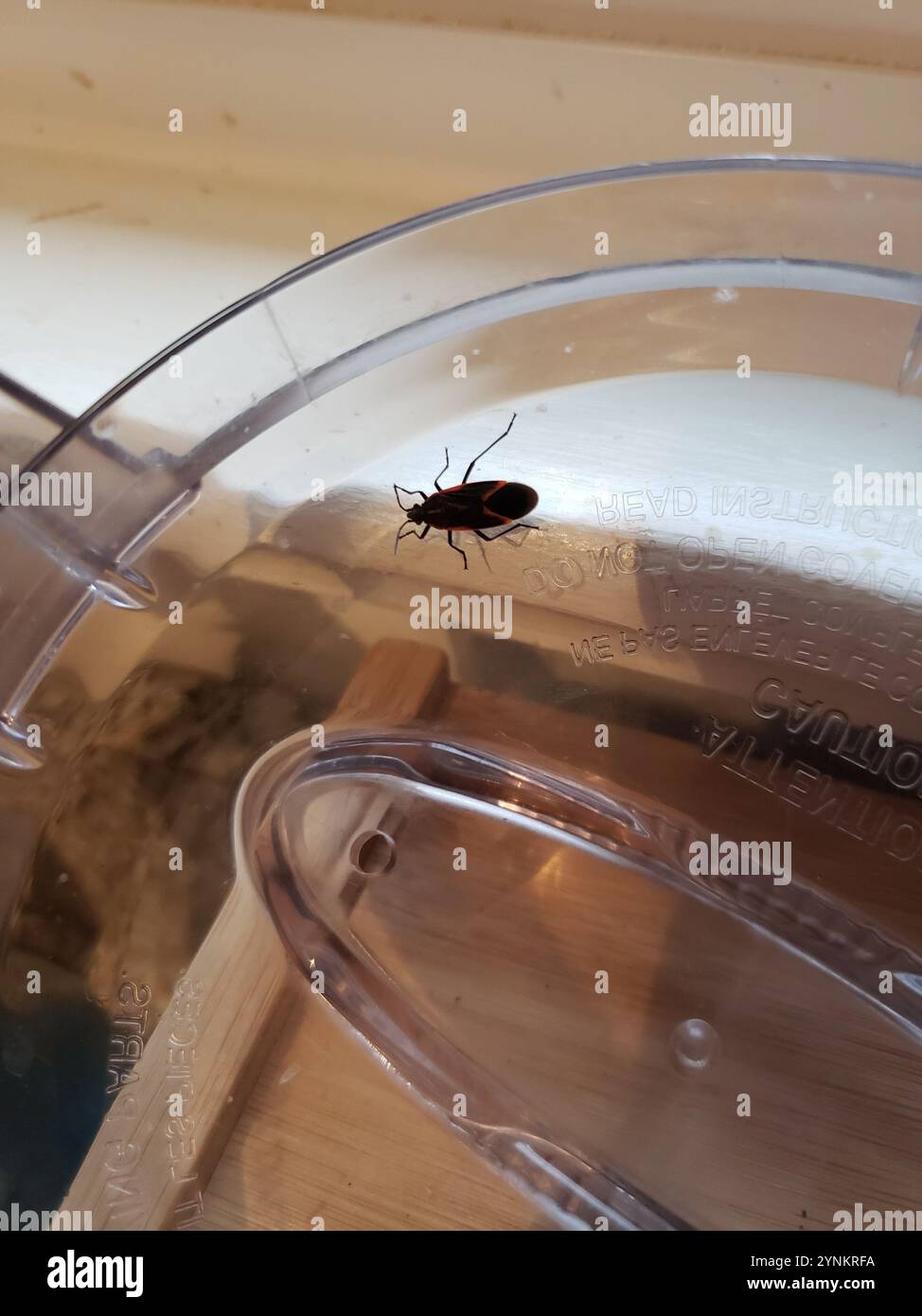 Eastern Boxelder Bug (Boisea trivittata Stock Photo - Alamy