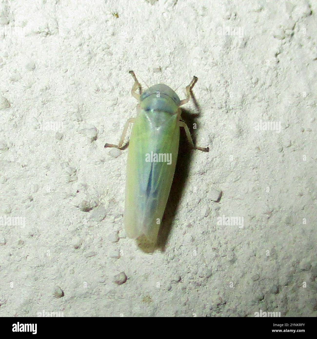 Typical Leafhoppers (Cicadellidae Stock Photo - Alamy
