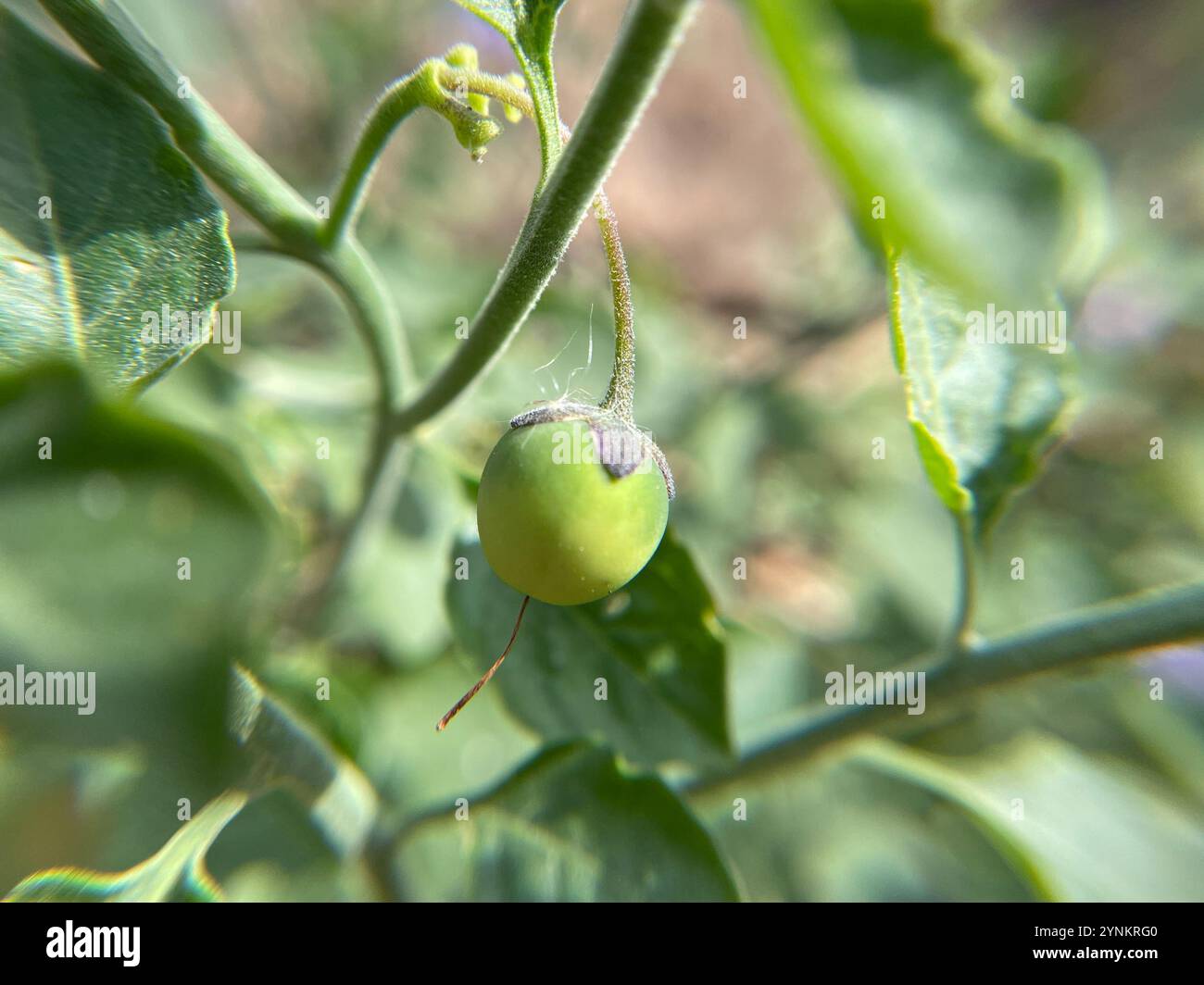 bluewitch nightshade (Solanum umbelliferum Stock Photo - Alamy