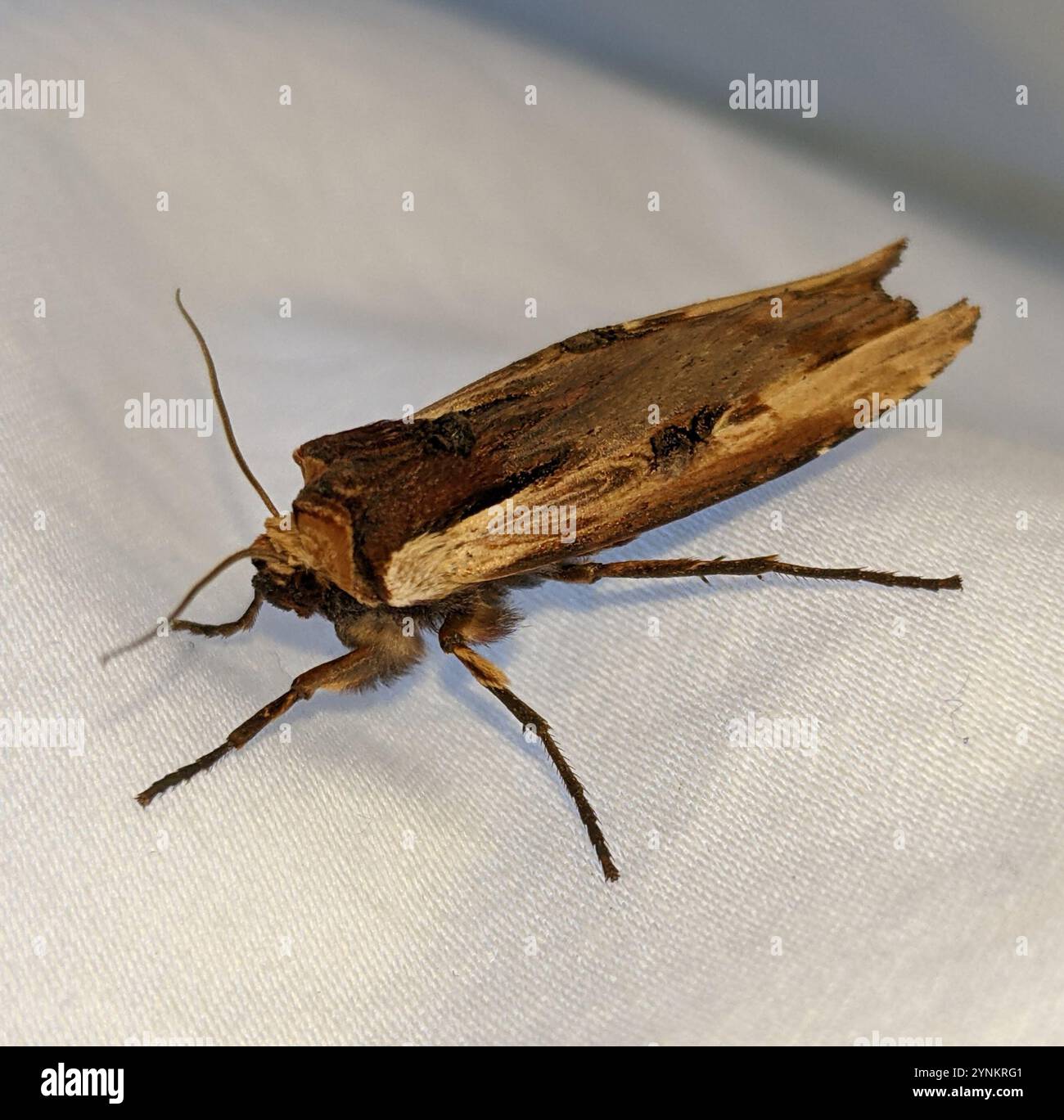 Dot-and-Dash Swordgrass Moth (Xylena curvimacula Stock Photo - Alamy