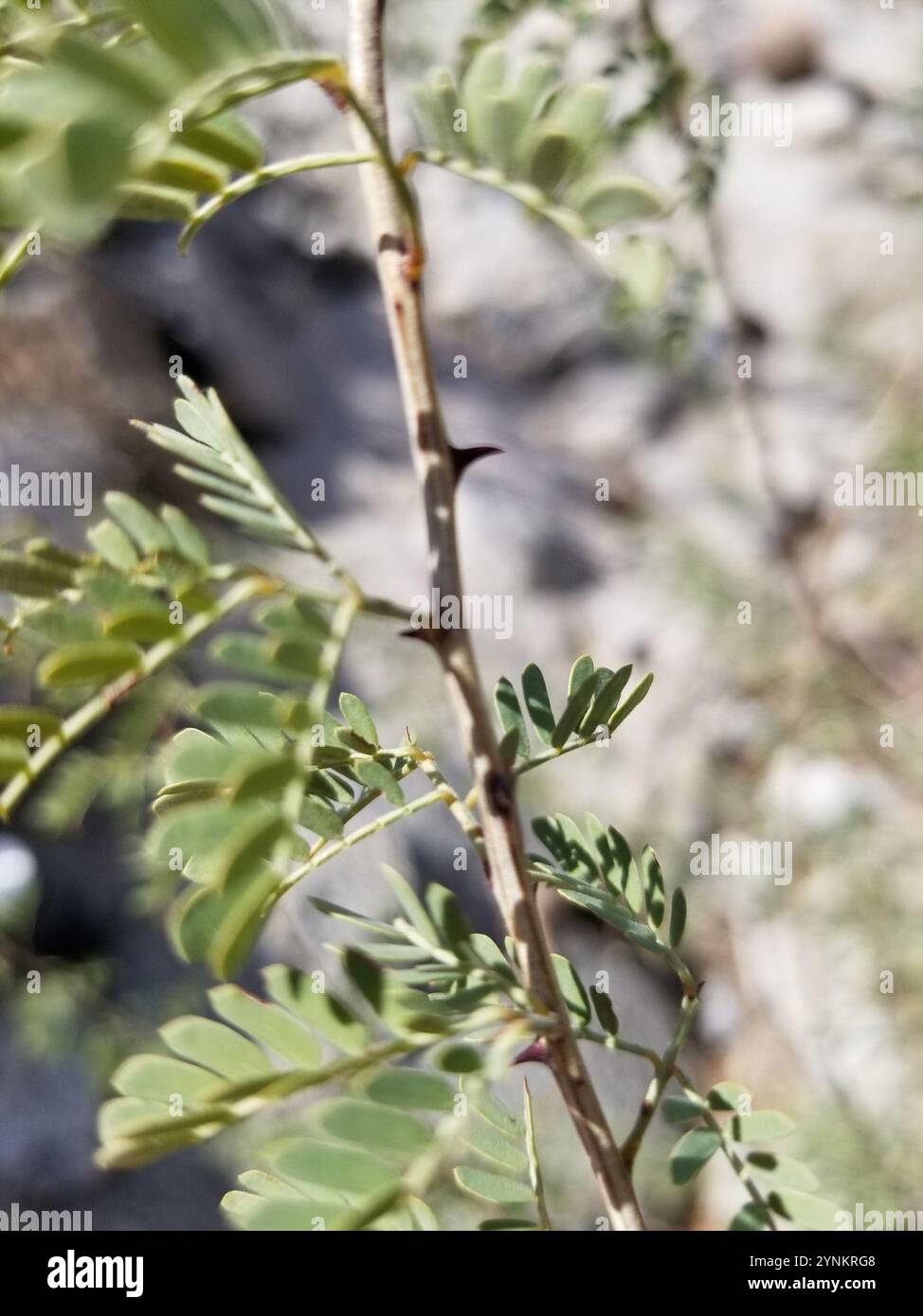 Catclaw Acacia (Senegalia greggii Stock Photo - Alamy