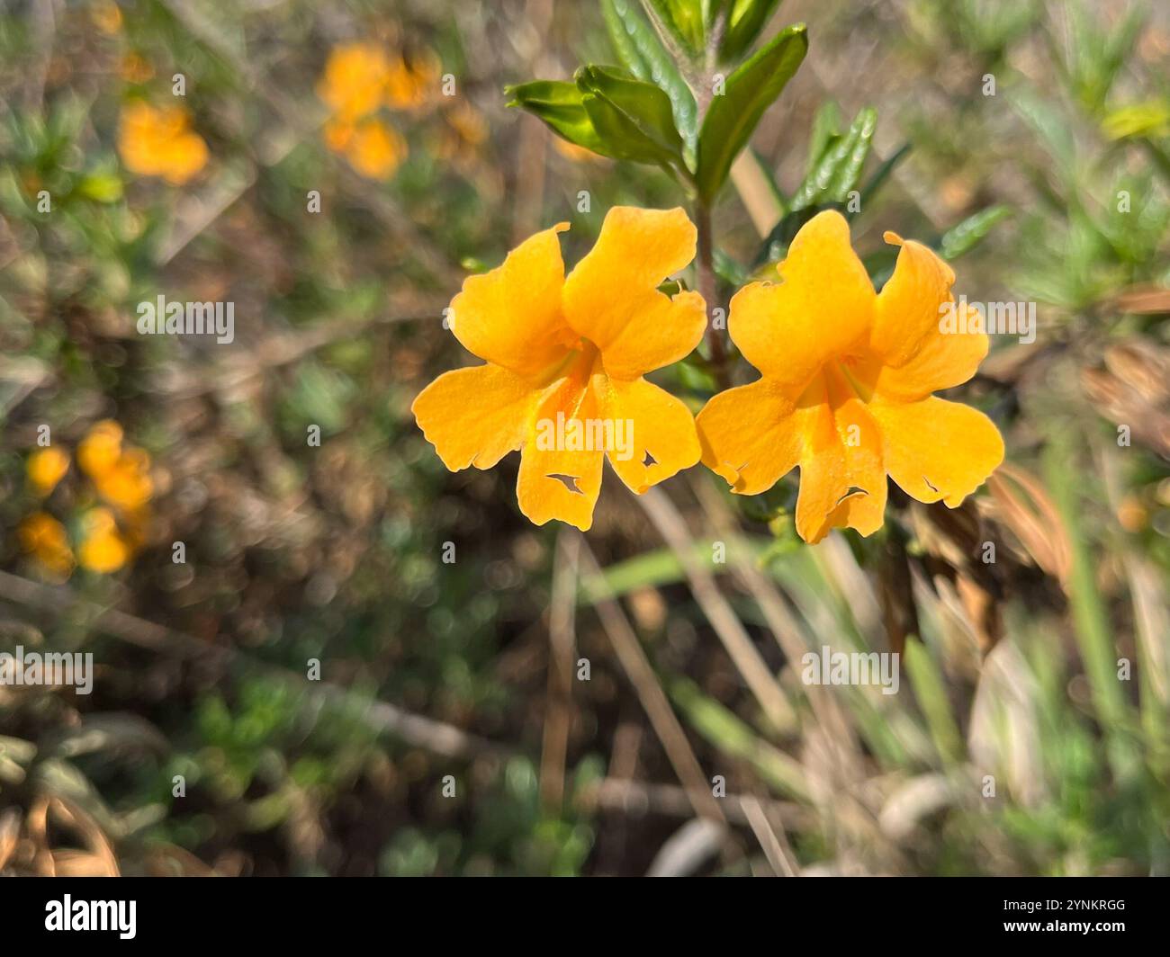 orange bush monkeyflower (Diplacus aurantiacus Stock Photo - Alamy
