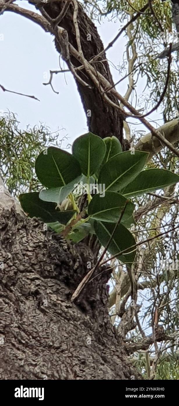 Port Jackson fig (Ficus rubiginosa Stock Photo - Alamy