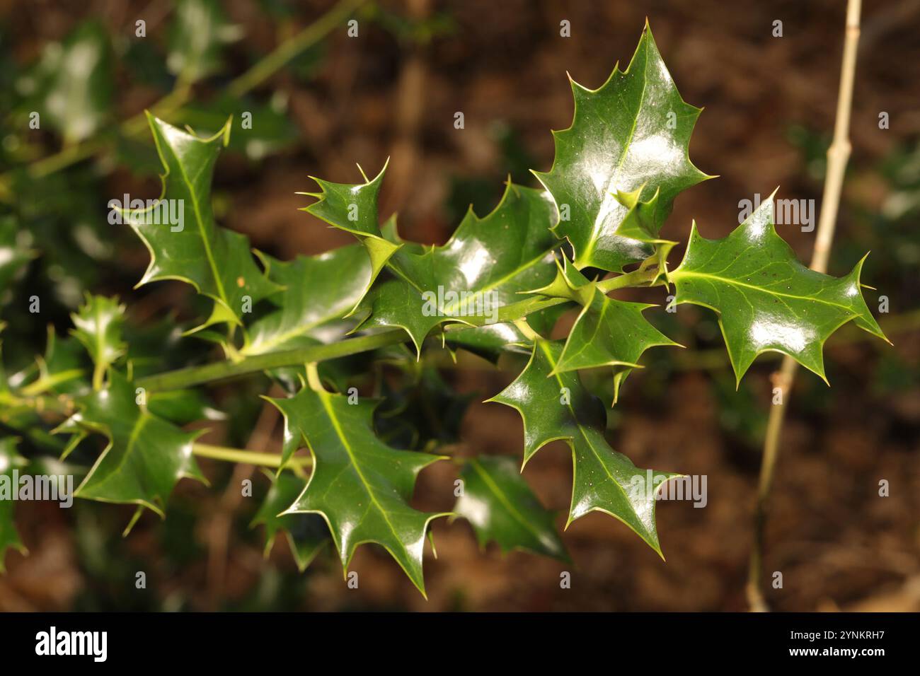 European holly (Ilex aquifolium Stock Photo - Alamy