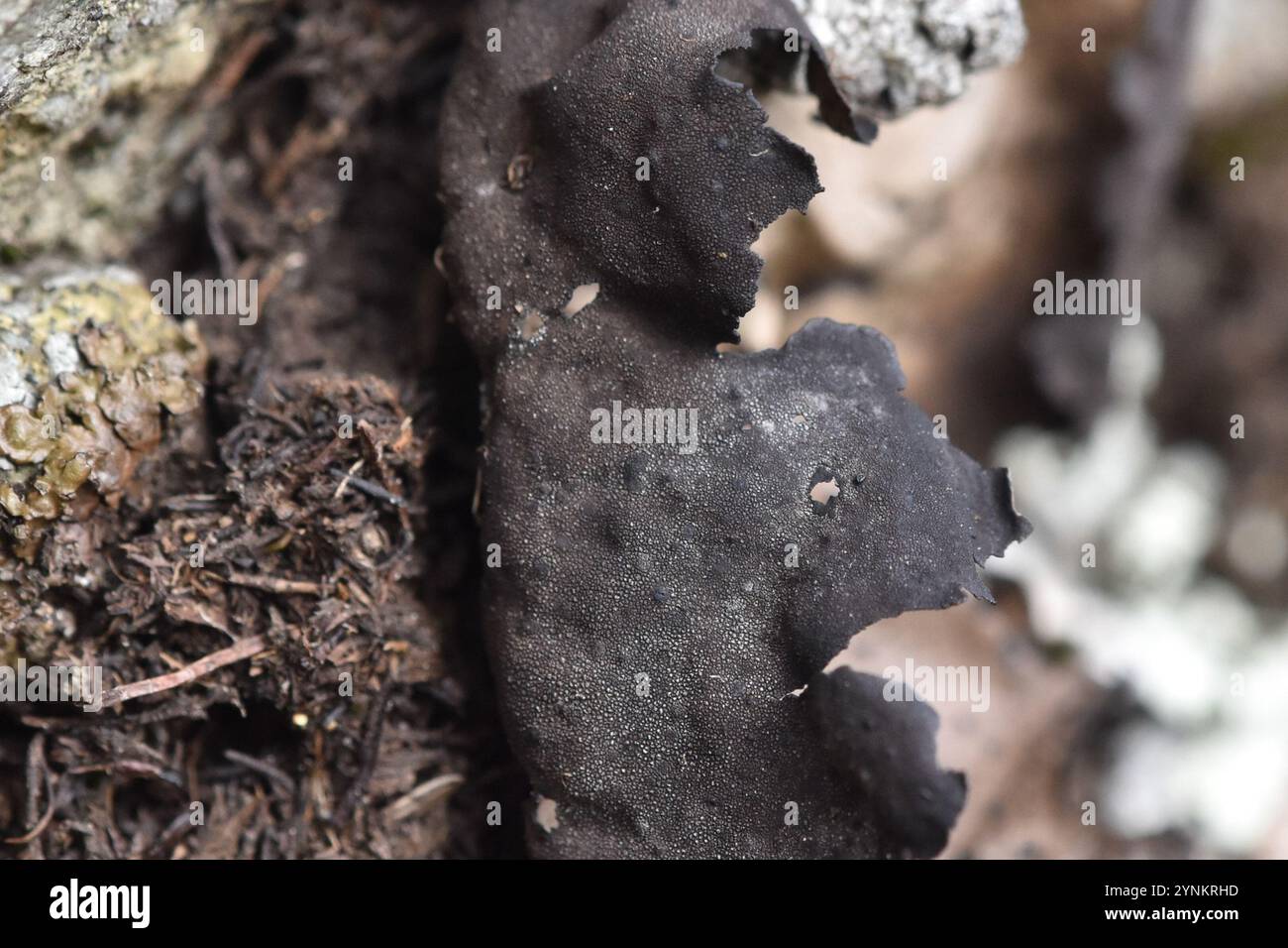 Emery Rocktripe Lichen (Umbilicaria phaea Stock Photo - Alamy