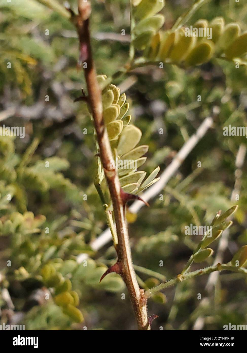 Catclaw Acacia (Senegalia greggii Stock Photo - Alamy