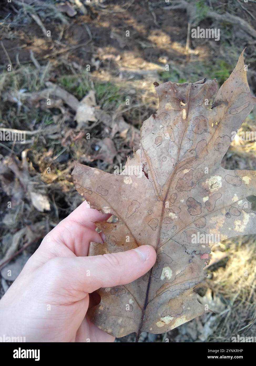 Oregon Ash (Fraxinus latifolia Stock Photo - Alamy