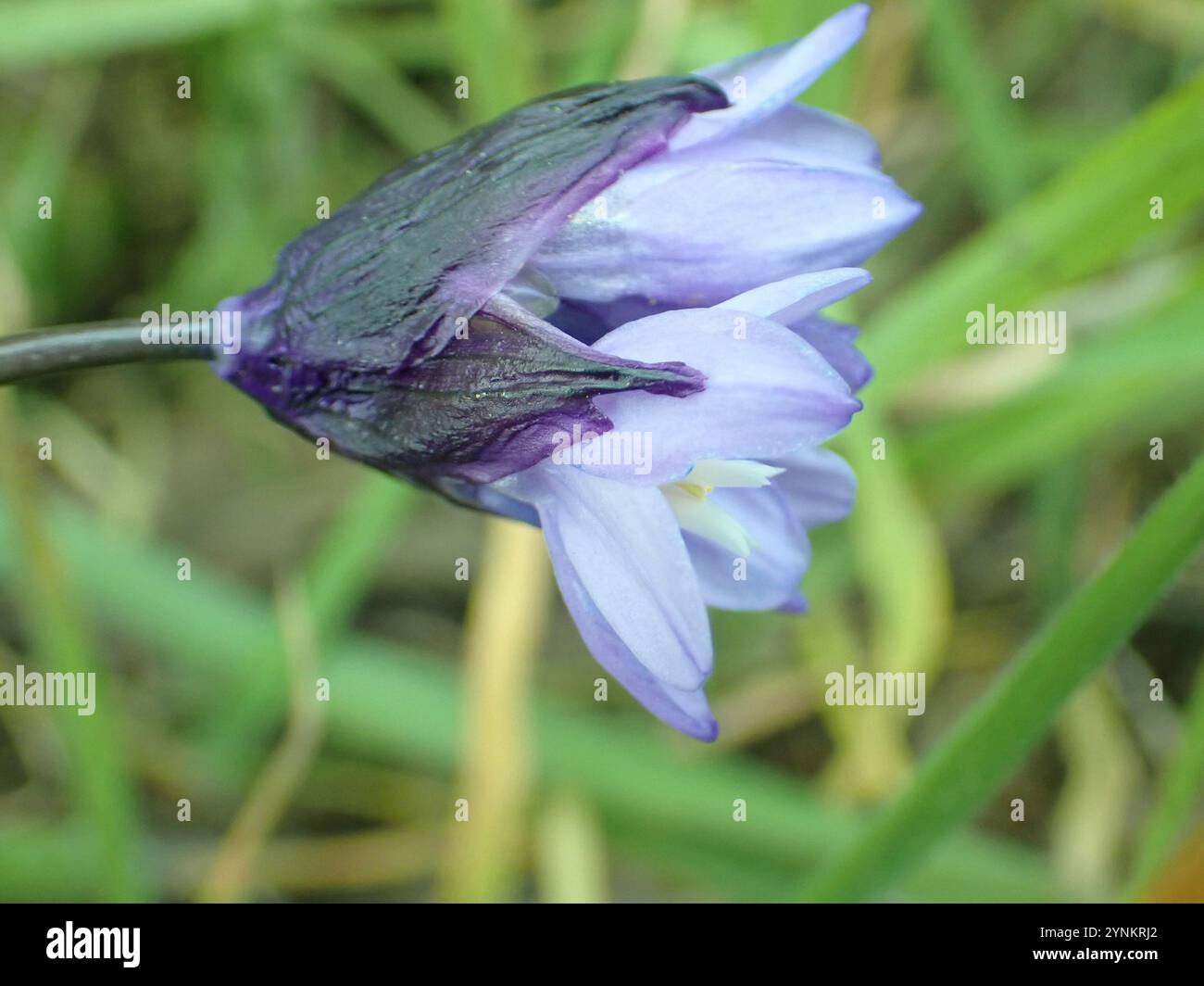 Blue Dicks (Dipterostemon capitatus Stock Photo - Alamy