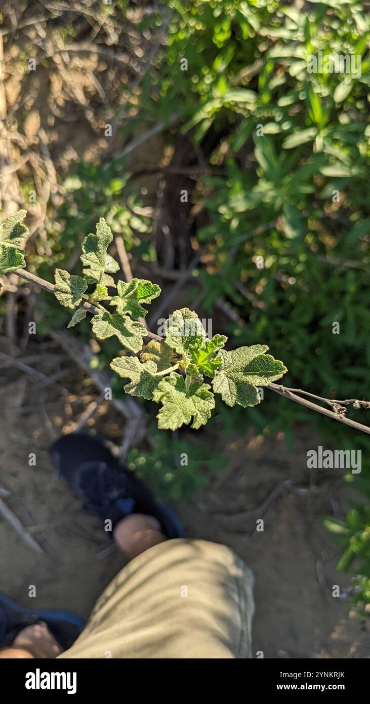 southern coastal bushmallow (Malacothamnus fasciculatus Stock Photo - Alamy