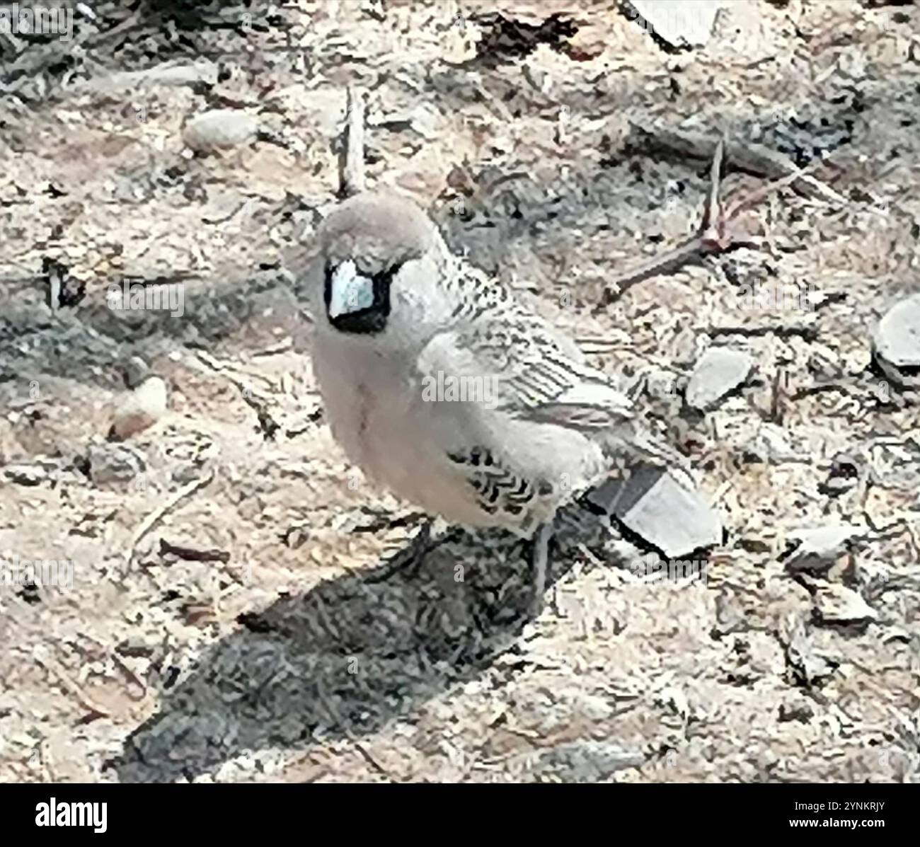 Sociable Weaver (Philetairus socius Stock Photo - Alamy