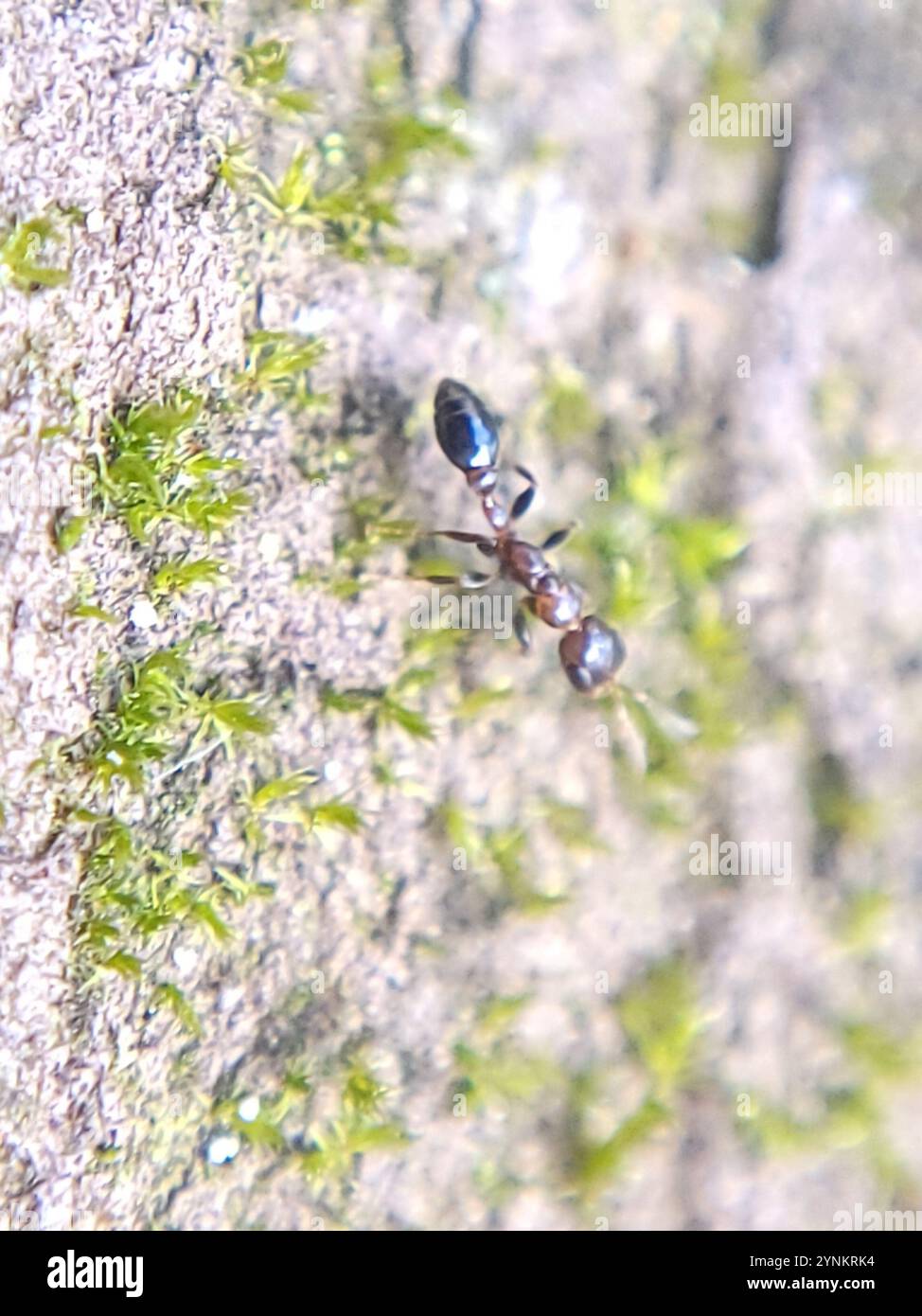 Shining Dark Twig Ant (Pseudomyrmex ejectus Stock Photo - Alamy