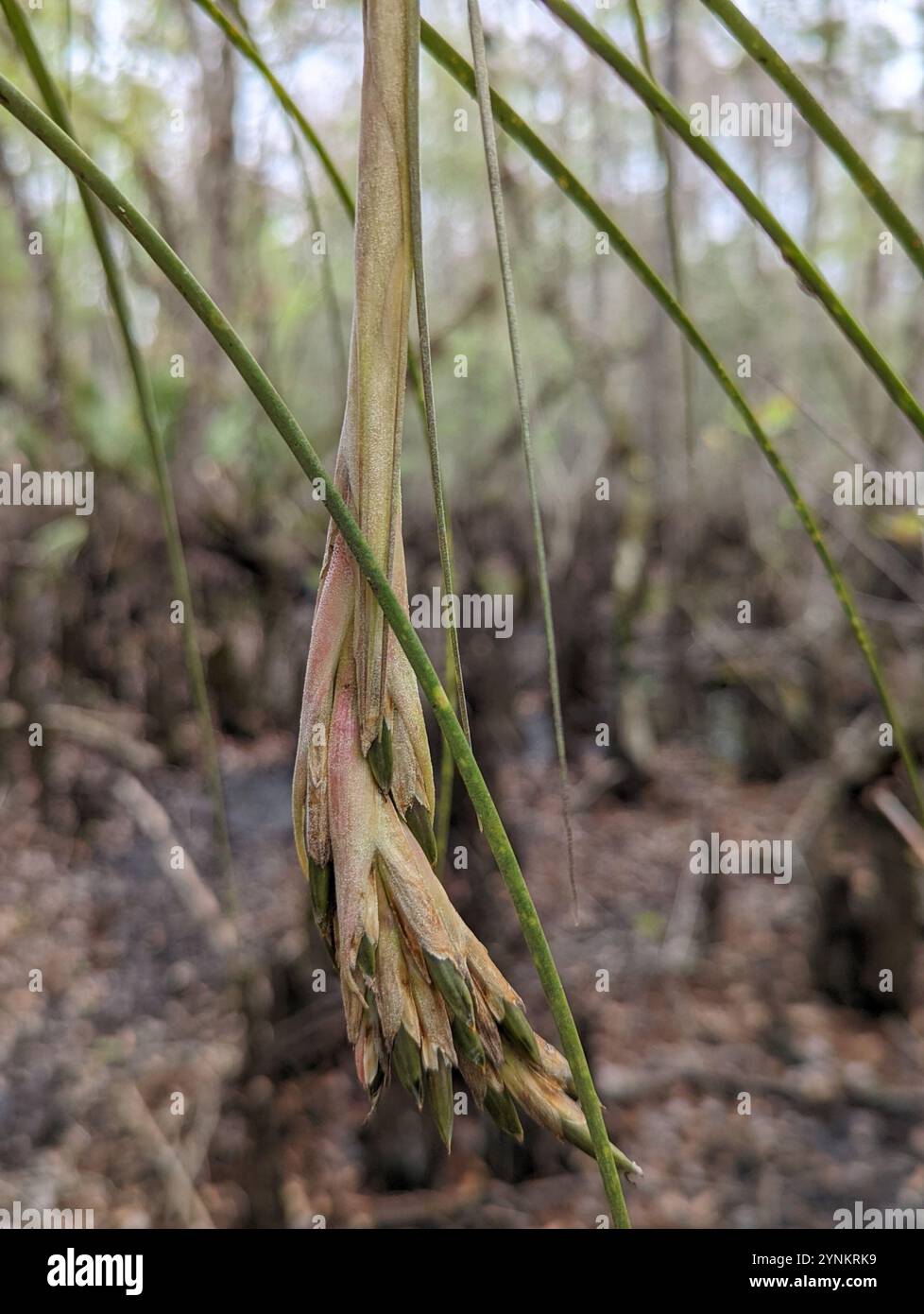 Manatee River airplant (Tillandsia simulata Stock Photo - Alamy