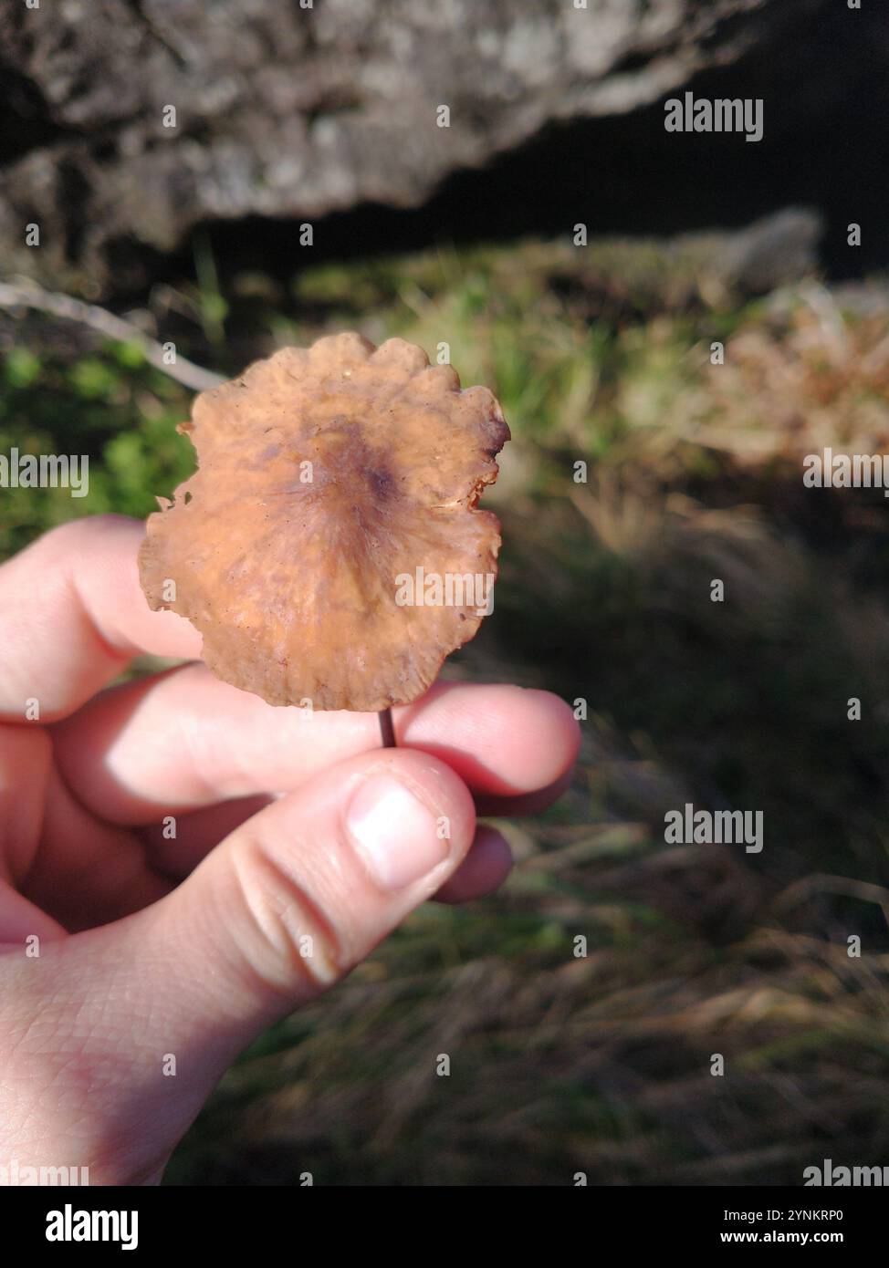 red pinwheel (Marasmius plicatulus Stock Photo - Alamy
