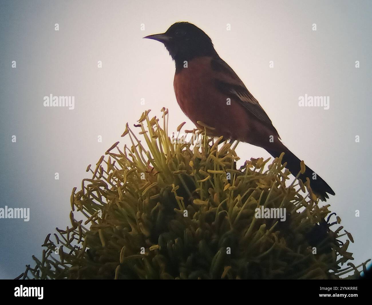 Orchard Oriole (Icterus spurius Stock Photo - Alamy