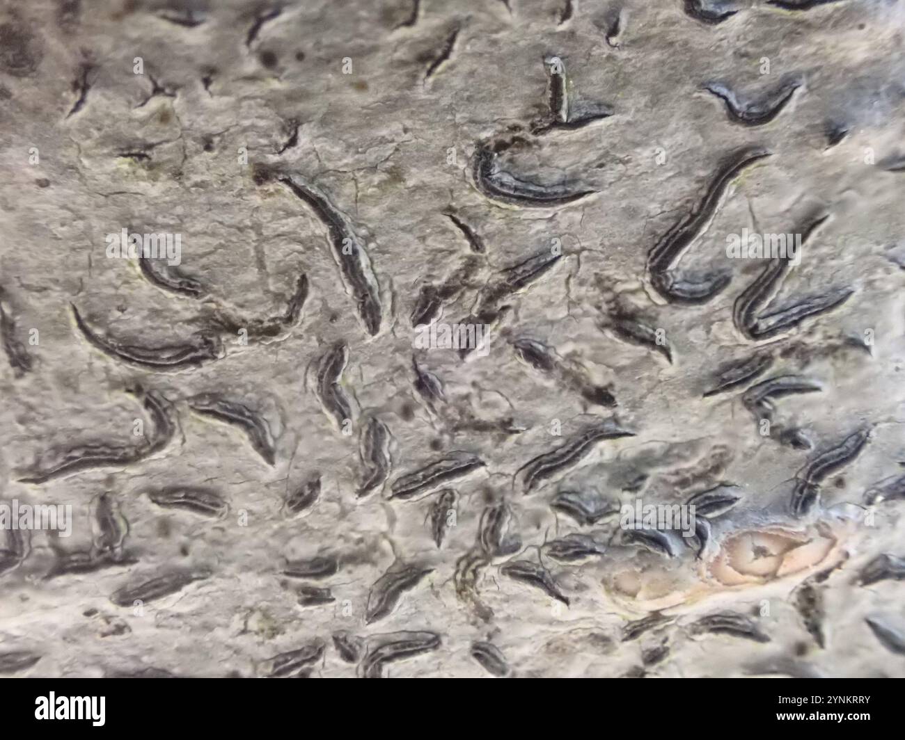 Common Script Lichen (Graphis scripta Stock Photo - Alamy