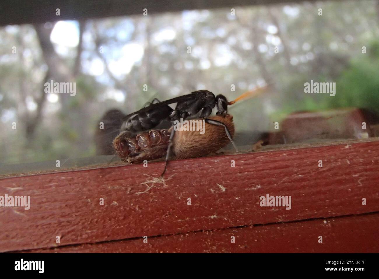 Spider Wasps (Pompilidae Stock Photo - Alamy