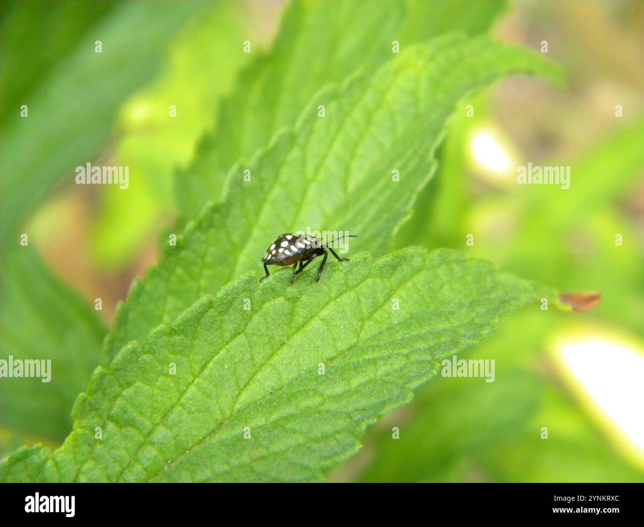 Southern Green Stink Bug (Nezara viridula Stock Photo - Alamy