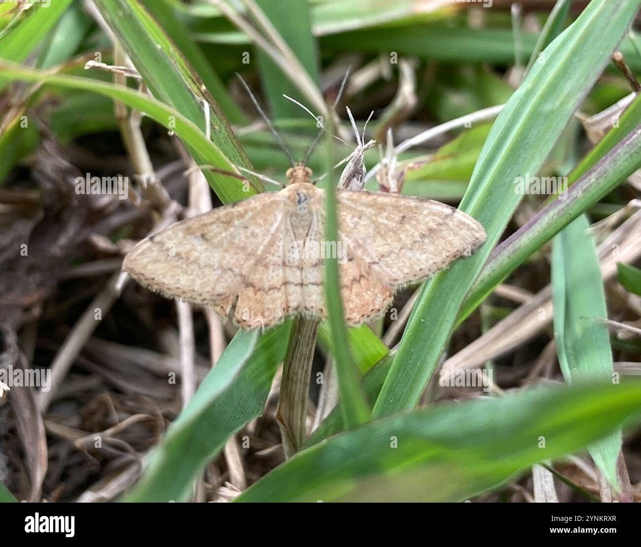 Plantain moth (Scopula rubraria Stock Photo - Alamy