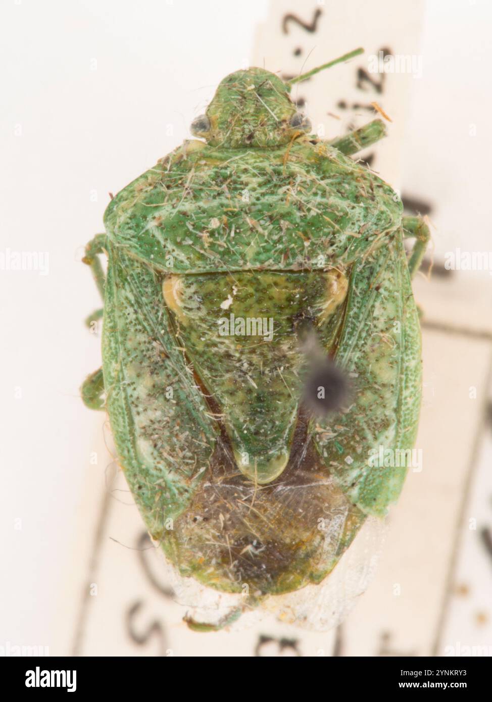 Juniper Stink Bug (Banasa euchlora Stock Photo - Alamy
