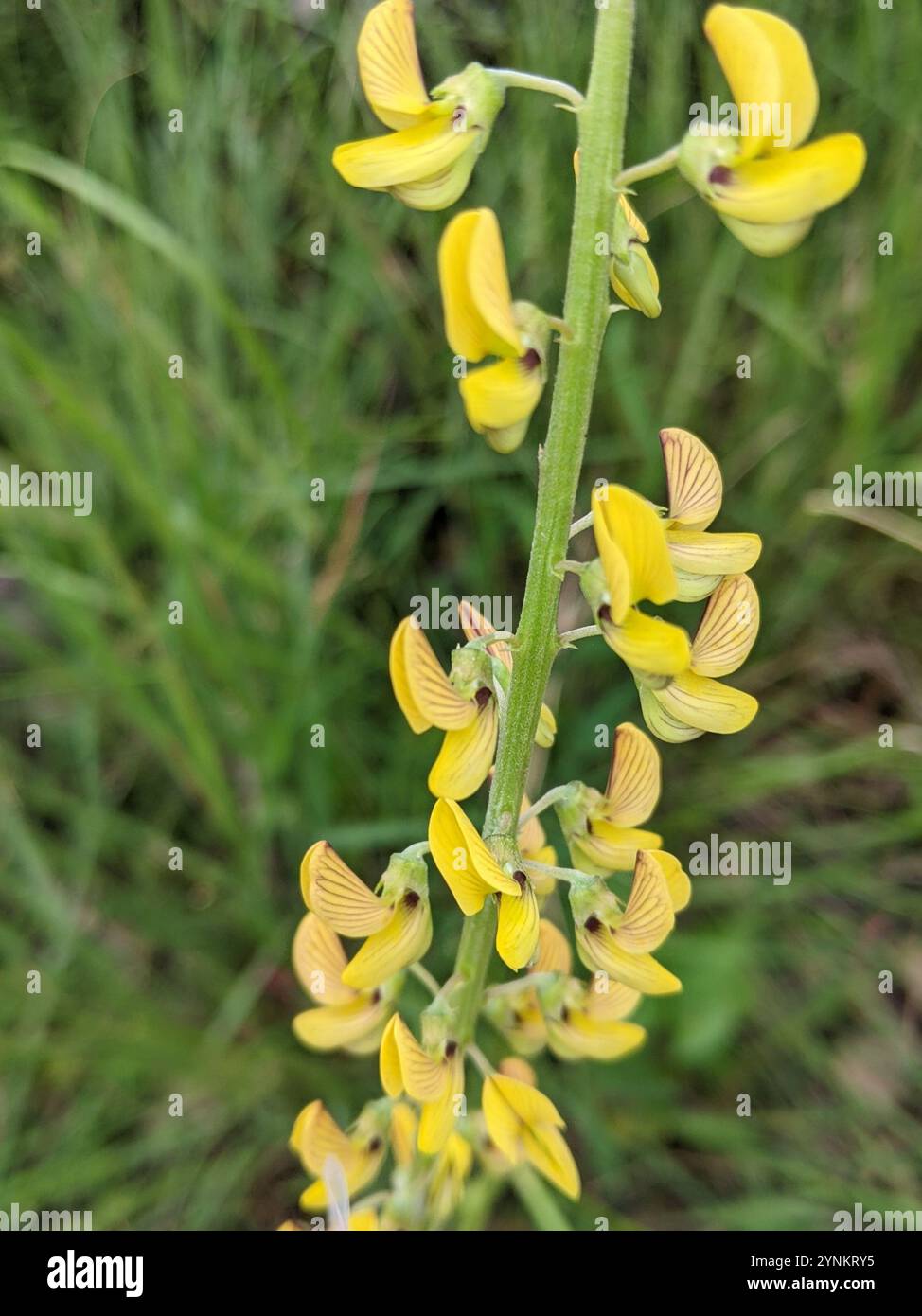 lanceleaf rattlebox (Crotalaria lanceolata Stock Photo - Alamy