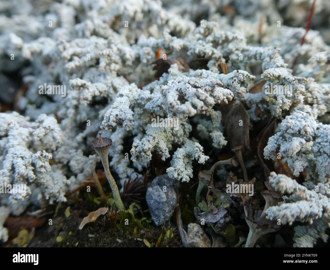 Ladder Lichen (Cladonia verticillata Stock Photo - Alamy