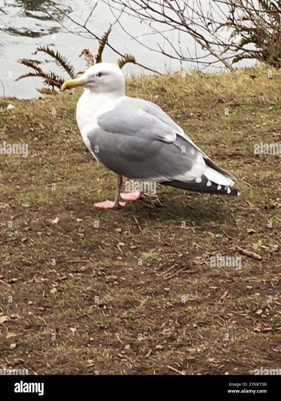 Olympic Gull (Larus glaucescens × occidentalis Stock Photo - Alamy